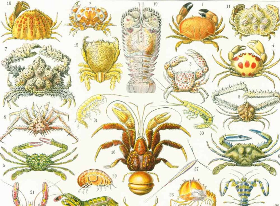 1933 Crustaceans Antique Print. Lobster. Fishes. Shells. Larousse ...