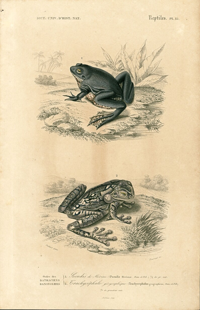 1861 Frog Toad Original Antique Zoological Print by Orbigny | Etsy