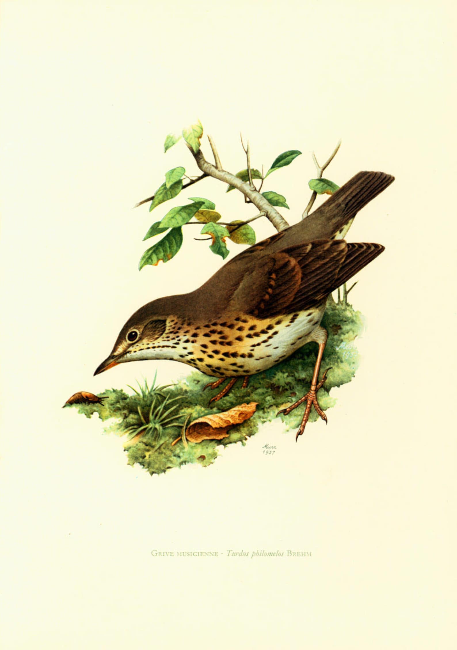 1969 Song Thrush Print. Vintage Thrush Bird Print, Ornithology, Nature ...