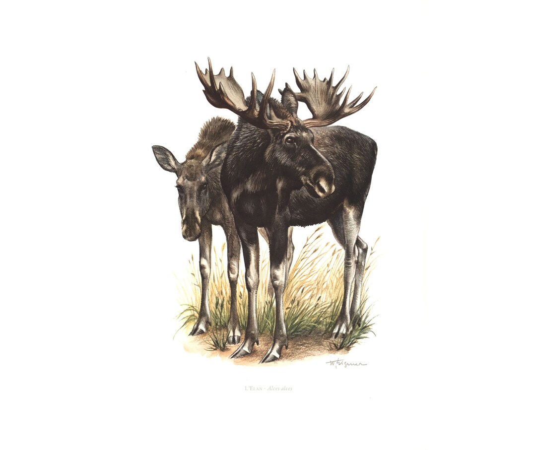 1974 Moose Vintage Illustration, Deer Art Print, Ruminant Wild Animal ...
