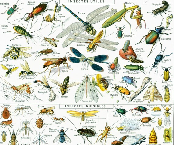 1930 Insectes planche illustrée couleur ancienne originale | Etsy