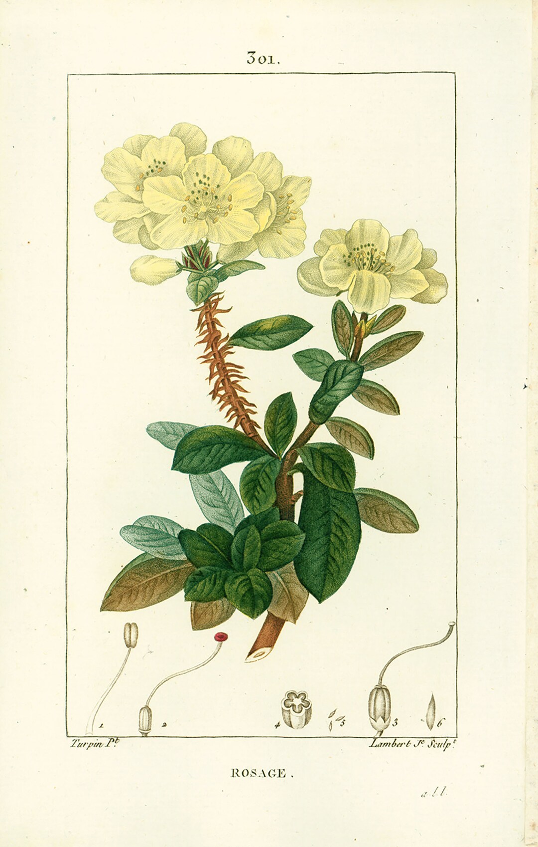 1814 Antique Rhododendron Print Flowers Herbal Natural History