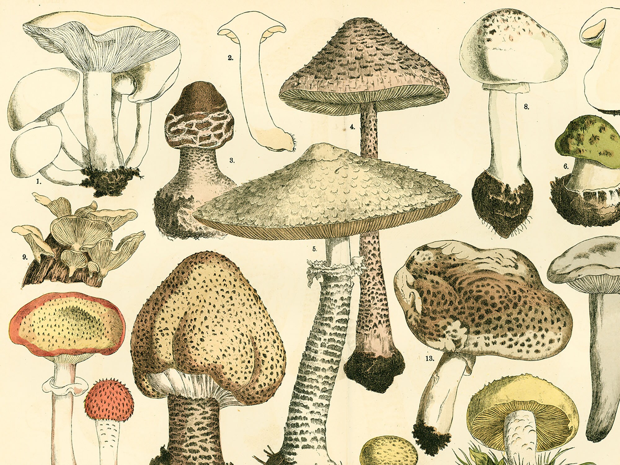 Agaricus Drawing