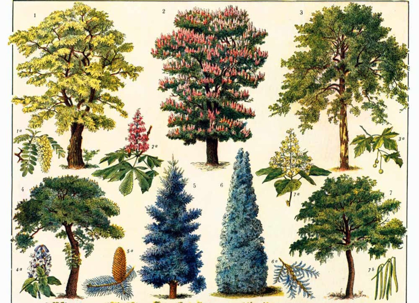 1933 Vintage Trees Print. Garden Trees. Antique Ornamental - Etsy