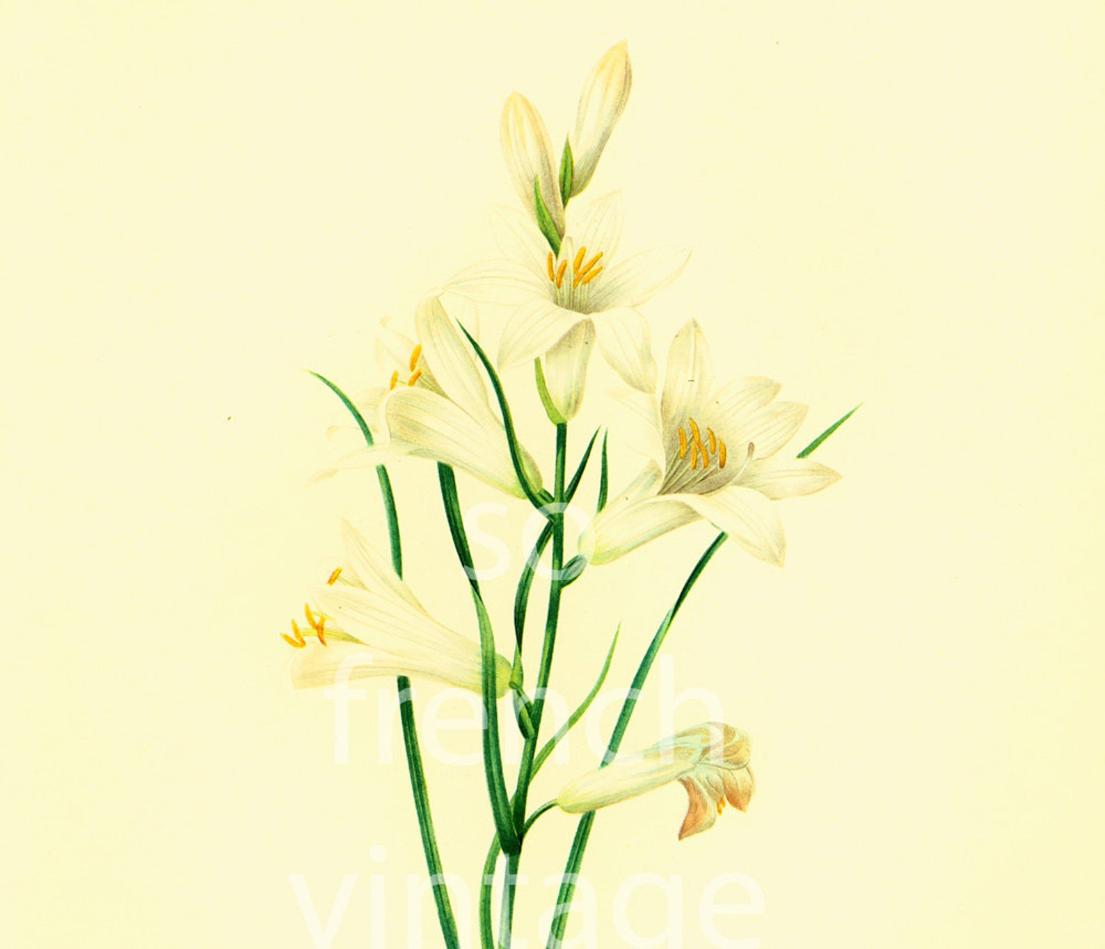 White Lily Alpine Lilies Large Size Botanical French Print P.J Redoute ...