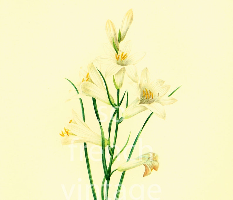 White Lily Alpine Lilies Large Size Botanical French Print P.J Redoute ...