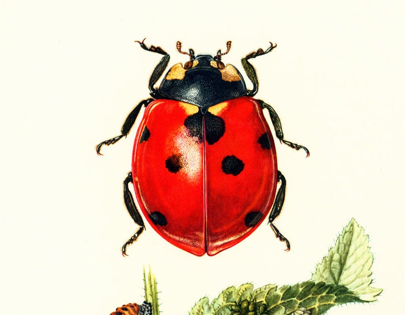 1960 Vintage Ladybug Print. Illustration Ladybird. Insect. | Etsy