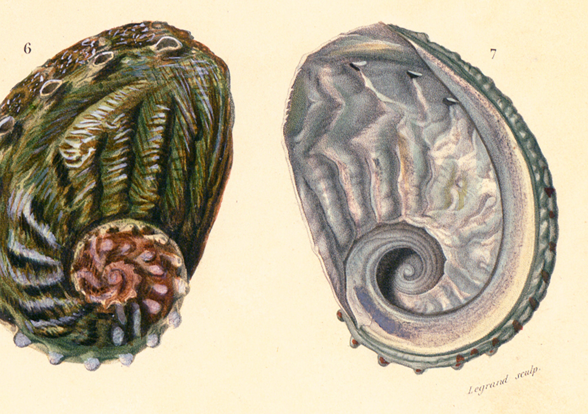 1861 Oreilles de mer Orbigny Planche Originale Ormeau Vermet | Etsy