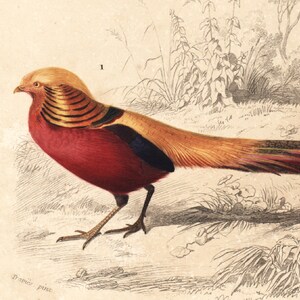 1861 Golden Pheasant, Antique Engraving, Hand Colored Original Antique ...