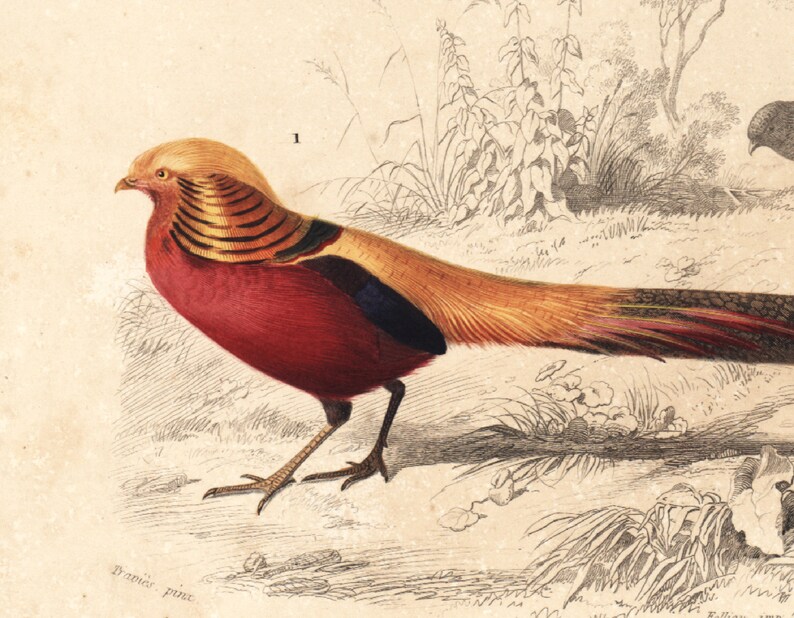 1861 Golden Pheasant Antique Engraving Hand Colored Original - Etsy