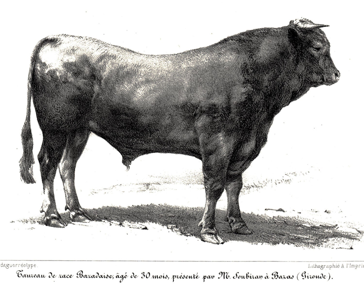 1853 Bull Limousin Cattle Antique Cow Breeds Cow Bull breed Herd-book ...