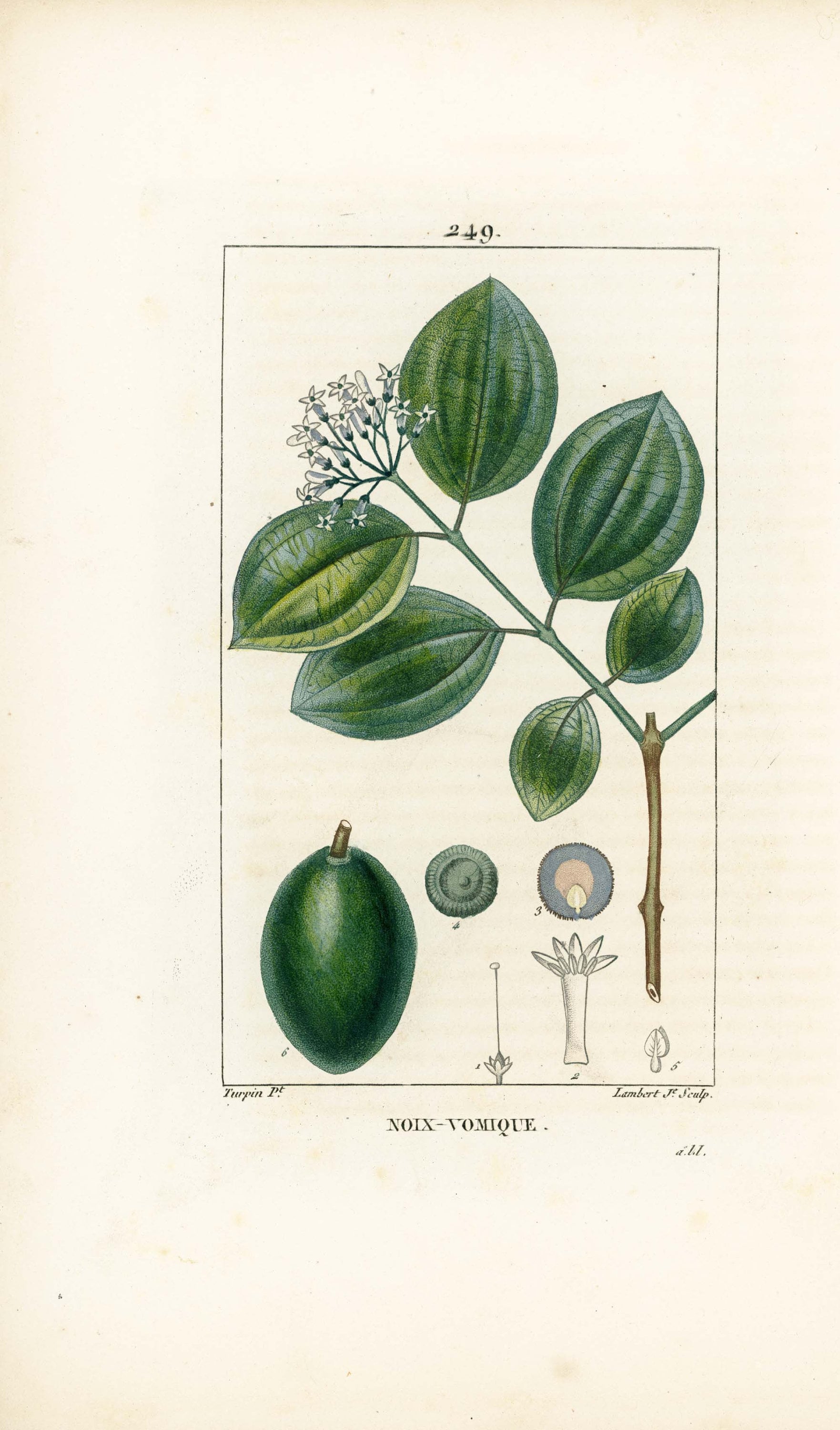 Strychnine Tree