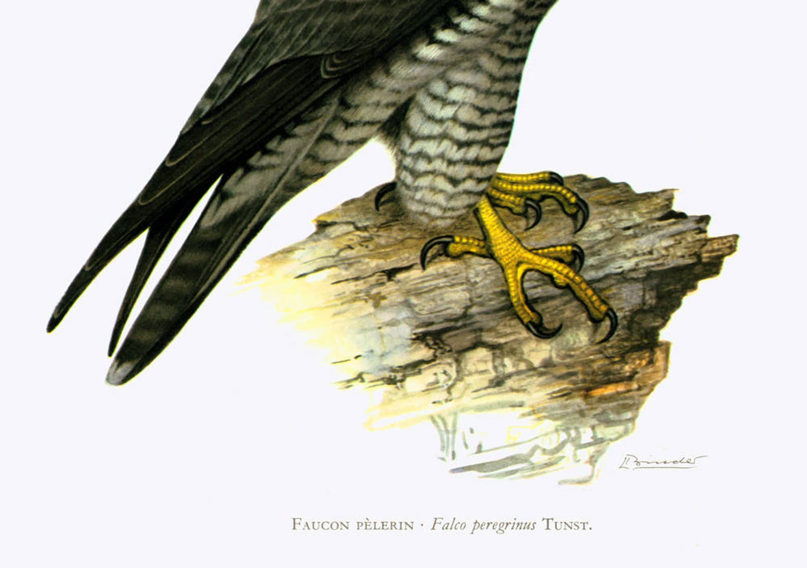 1969 Duck Hawk Print, Peregrine Falcon Wall ART, Bird of Prey, Vintage ...