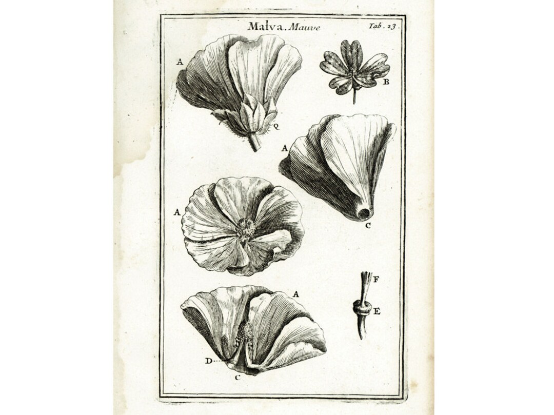 1797 Antique Malva Sylvestris Mallow Flowers Print Botanical ...