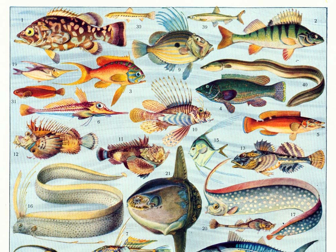 1933 Antique Fish Chart Print. Fishing Fisheries Game Fish Larousse ...