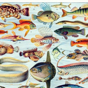 1933 Antique Fish Chart Print. Fishing Fisheries Game Fish Larousse ...
