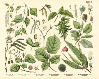 Beech Tree Poster - Etsy