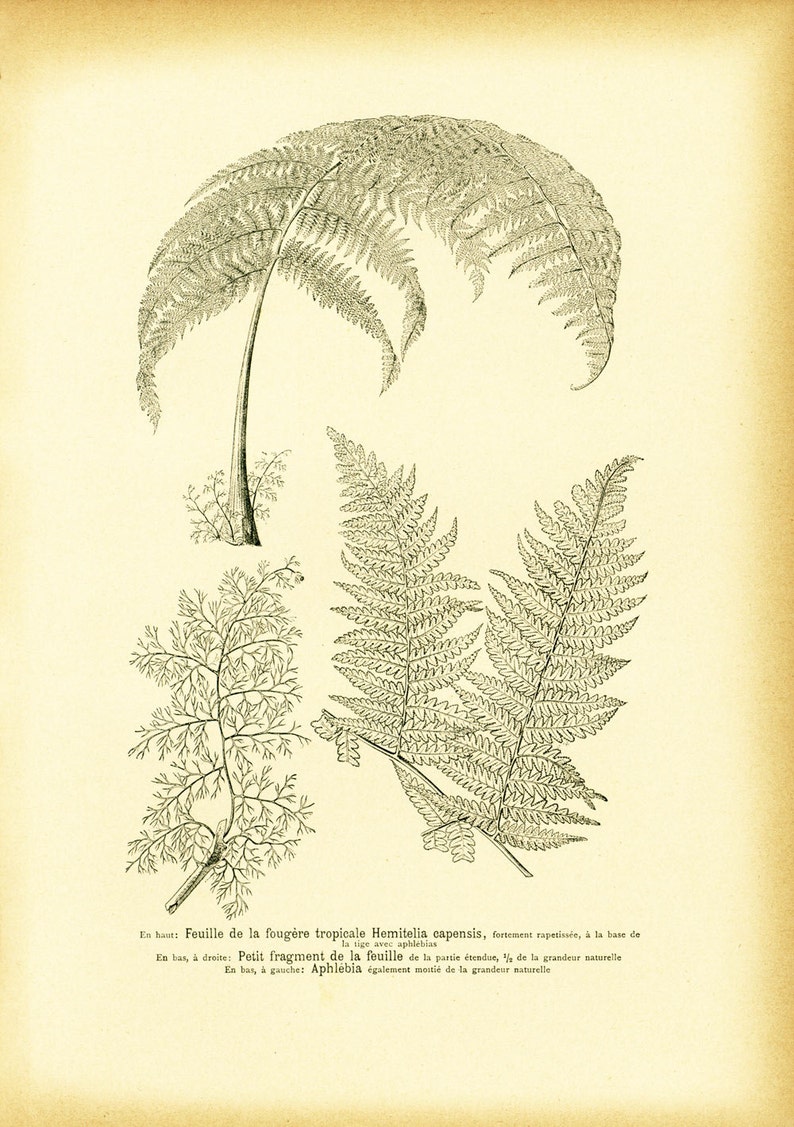 1908 Feuille de fougere tropicale Hemitelia capensis, Planche originale ...