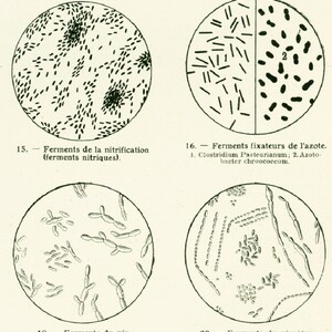 1922 Microbes Bacillus Germs Antique Large Size Illustration Original ...