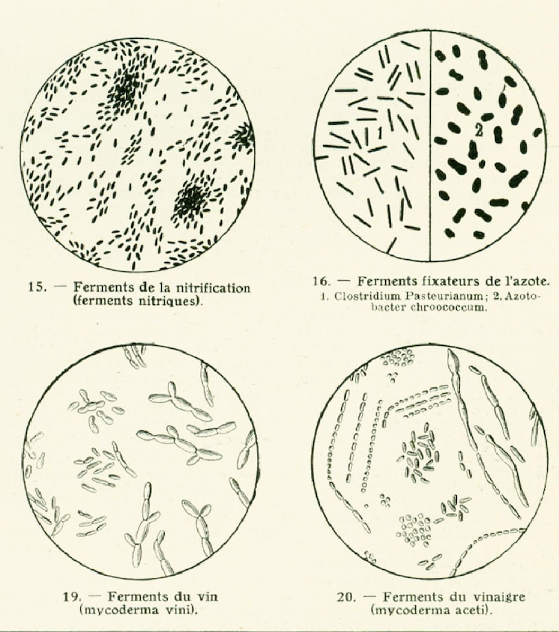1922 Microbes Bacillus Germs Antique Large Size Illustration Original ...