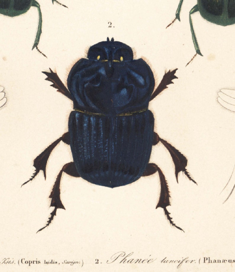 1861 Copris Isis Insect Antique HAND COLORED Print Orbigny - Etsy