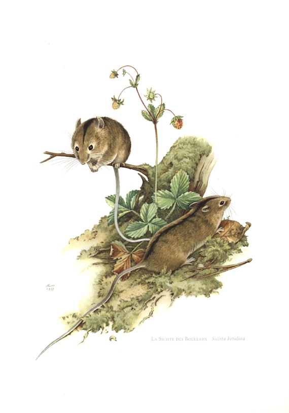 Vintage Mouse Illustration