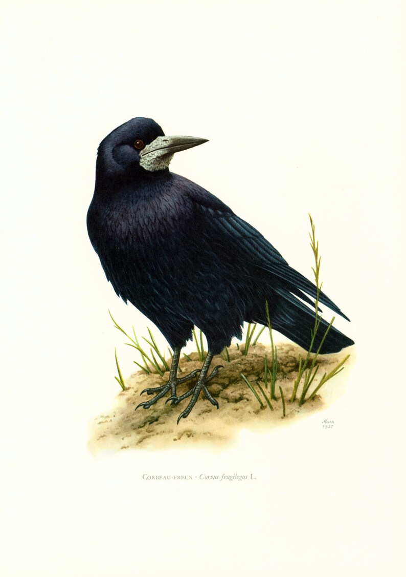 1961 Raven. Rook. Vintage Bird Print. Ornithology. Nature Wall | Etsy