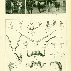 1922 Formes Disposition des cornes Cervidé Chèvre Antilope | Etsy