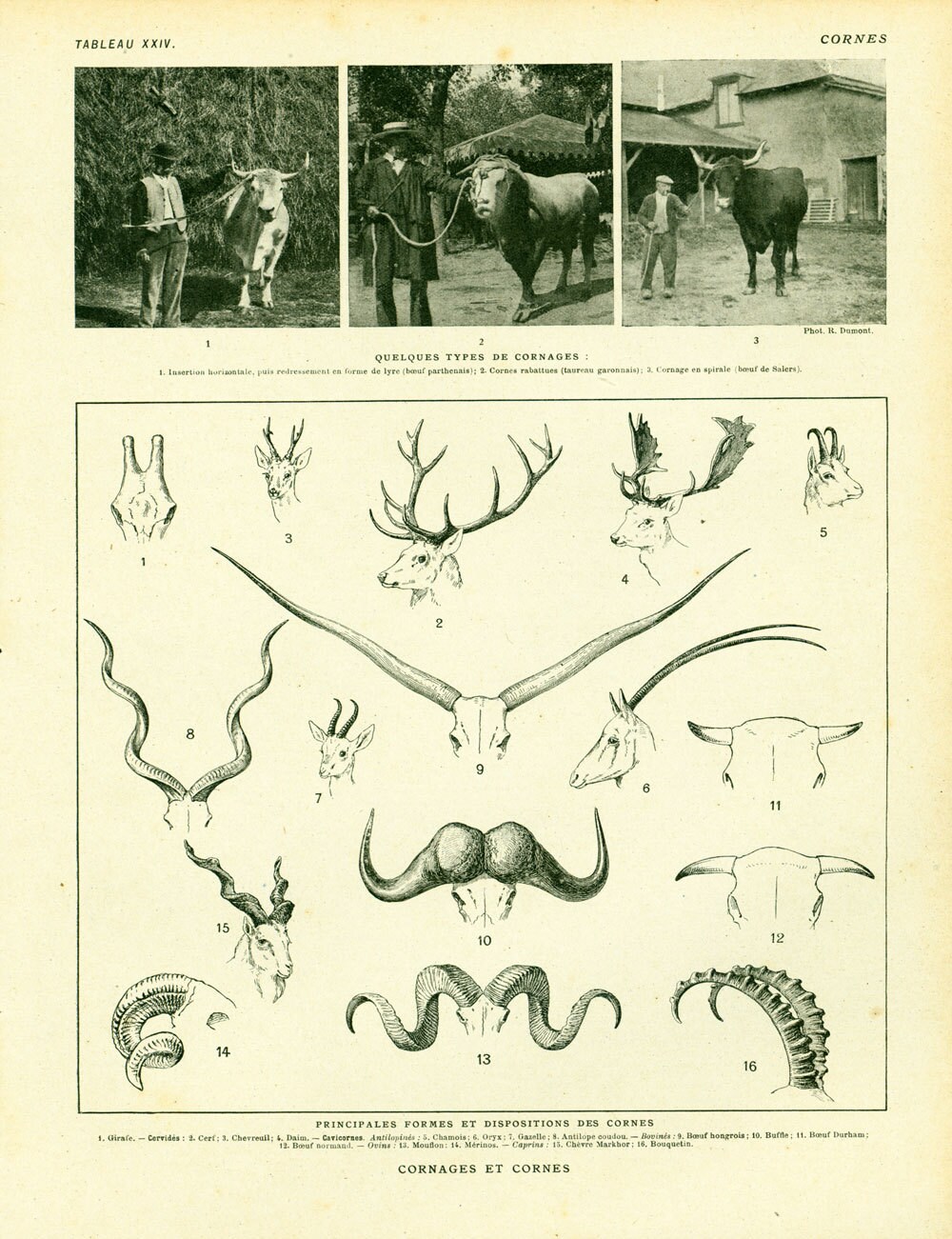 1922 Antique Horn Anatomy Print.animal Goat Deer. Veterinary - Etsy