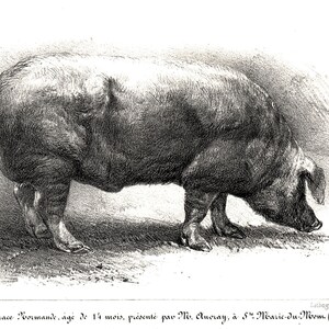 1858 Domestic Pig Breed Sow Hog Swine Antique Champion Breeds Print ...