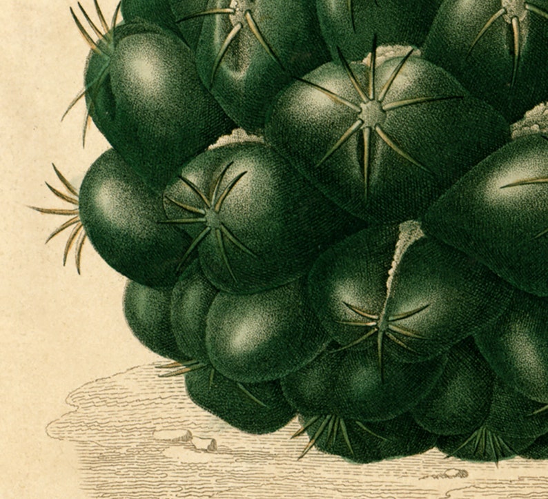 1861 Cactus elephant's tooth by Orbigny Original Antique | Etsy