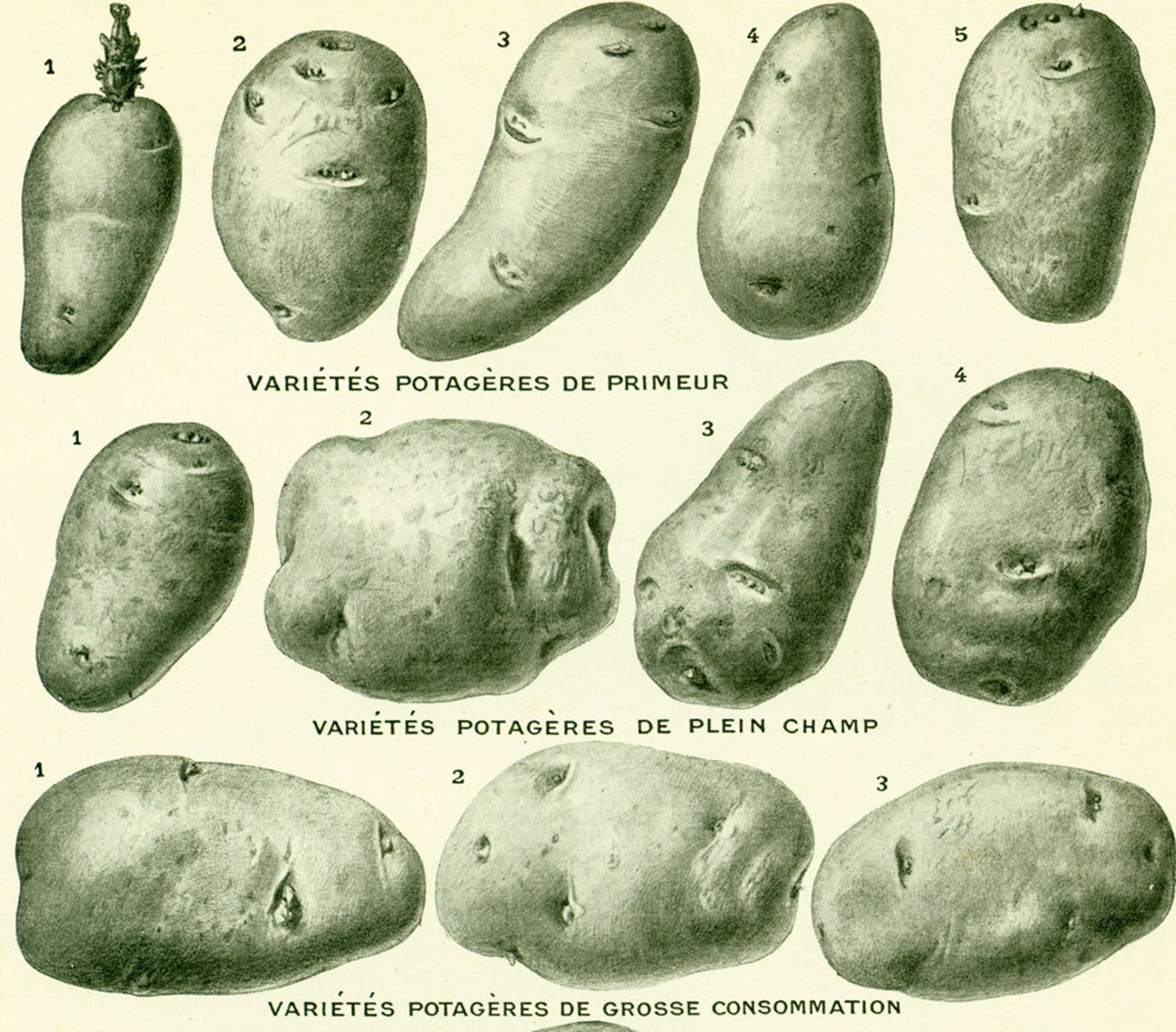 1922 Vintage Potatoes Print Antique Potato Print Vegetables | Etsy