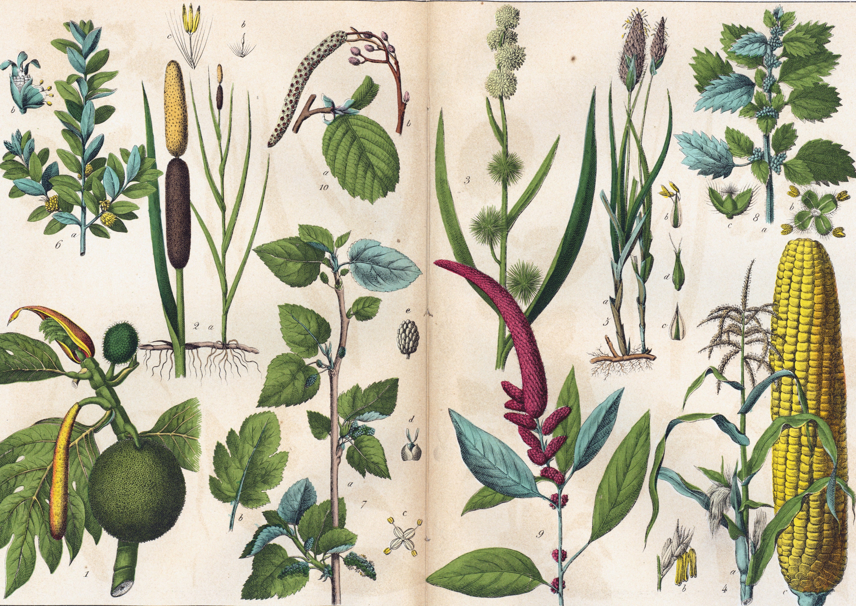 Teosinte Map