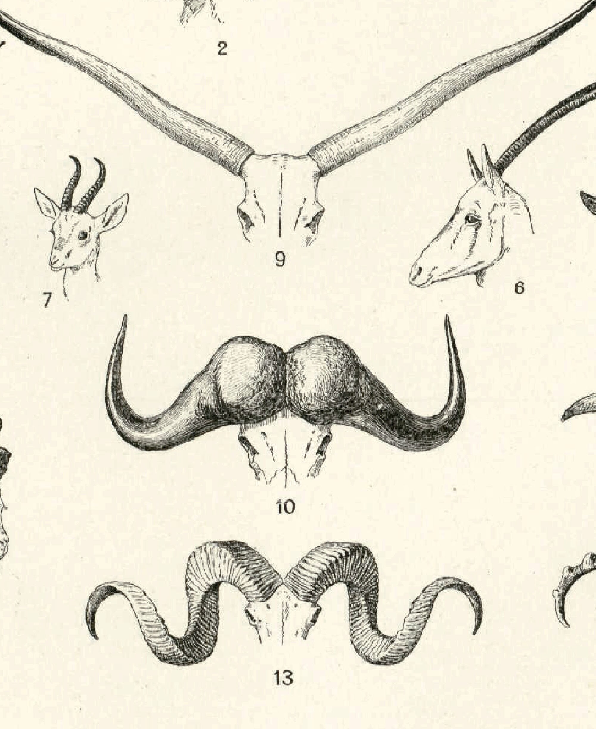 1922 Antique Horn Anatomy Print.animal Goat Deer. Veterinary Wall Art ...