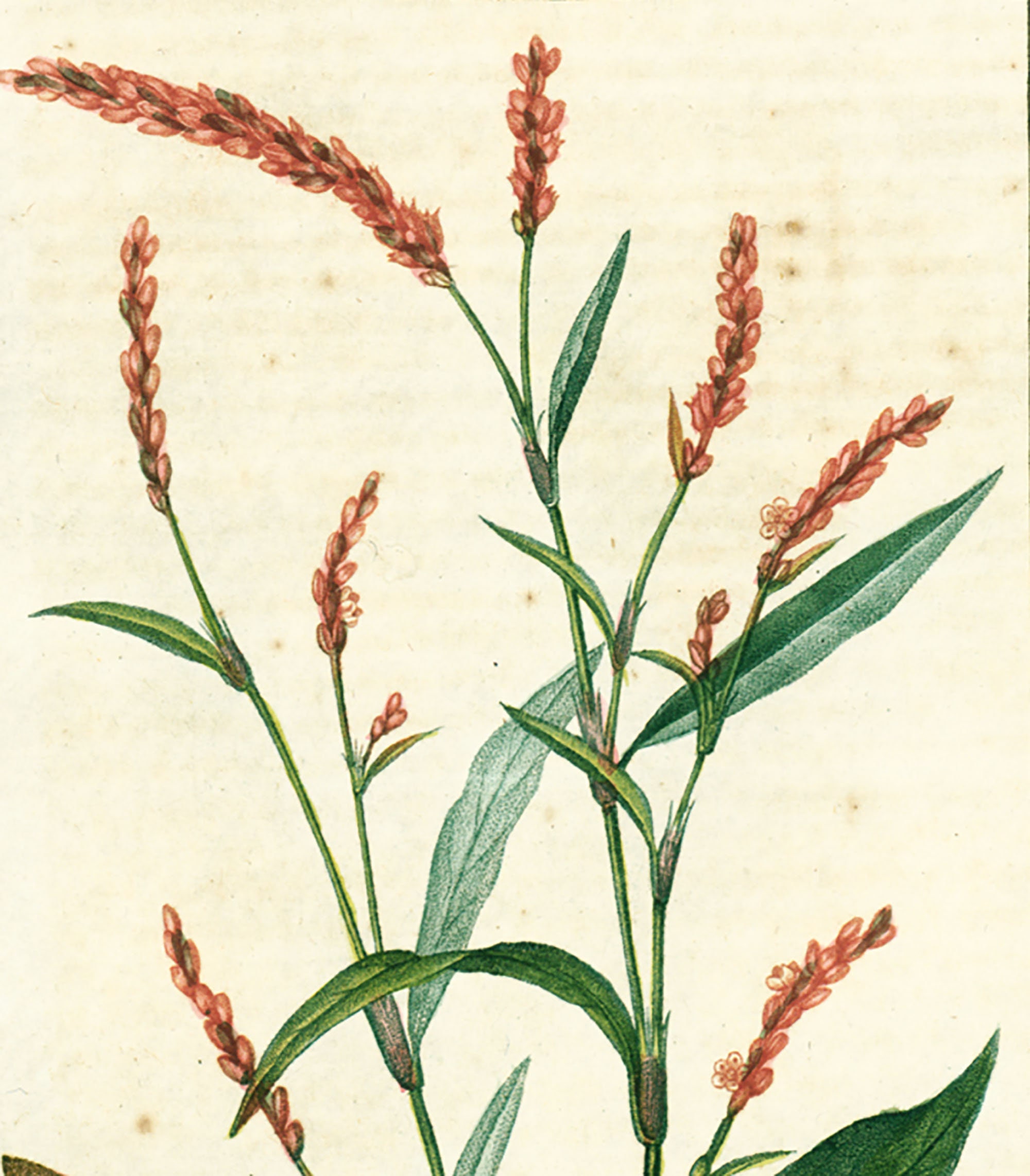 1814 Antique Jesusplant Print Natural History Botanical Botany - Etsy