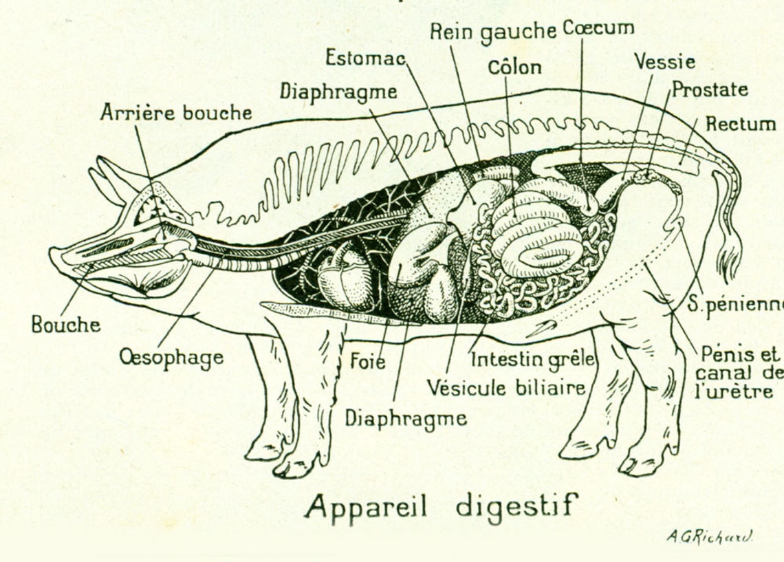 1922 Anatomie du Porc Suidés Planche vétérinaire Ancienne | Etsy