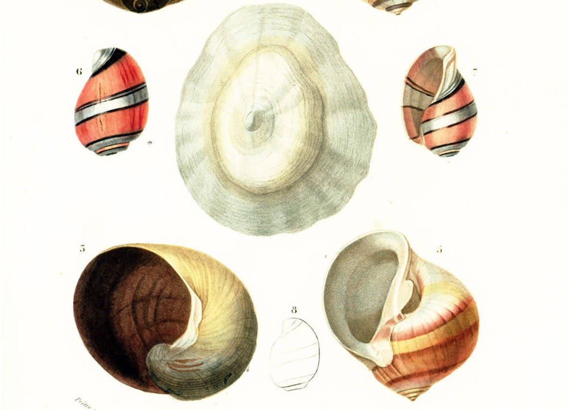 1861 Shells Bulla by Ch. Orbigny Original Antique Print | Etsy