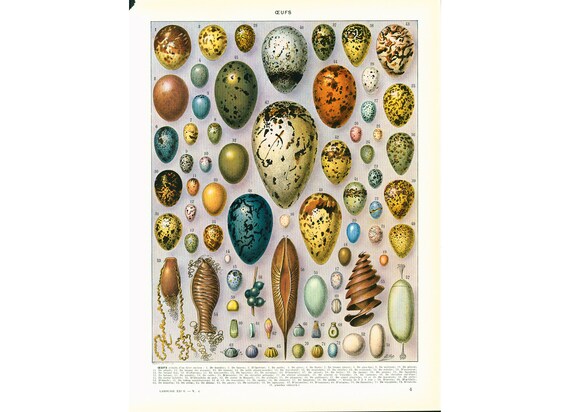 1933 Antique Eggs Identification Chart Print Vintage Bird | Etsy UK