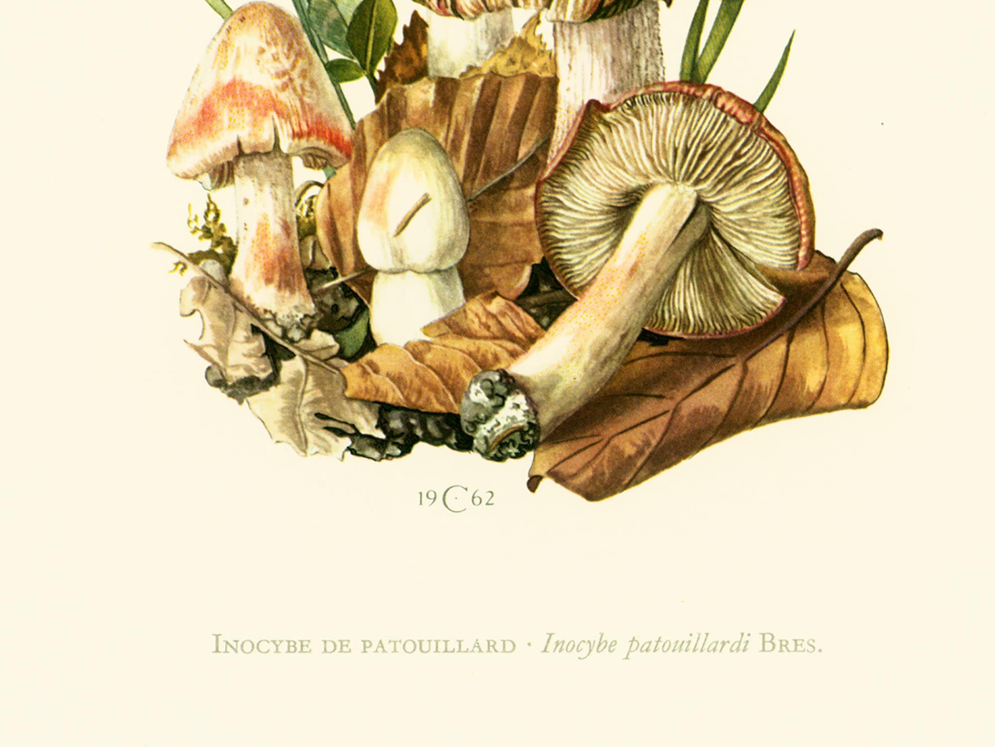1962 Deadly Fibrecap Red-staining Inocybe Fungi Art Print Fungus Wall ...