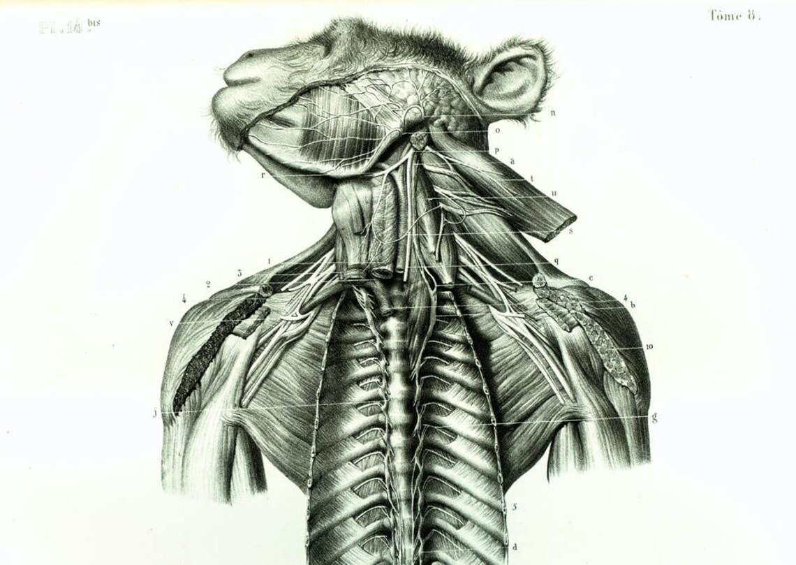 1854 Monkey Nervous System Antique Veterinary Print XL - Etsy