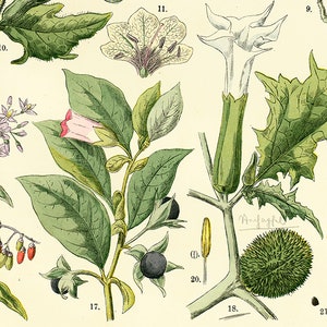 1885 Nightshades Family Chart Medicinal Poisonous Plants Antique ...