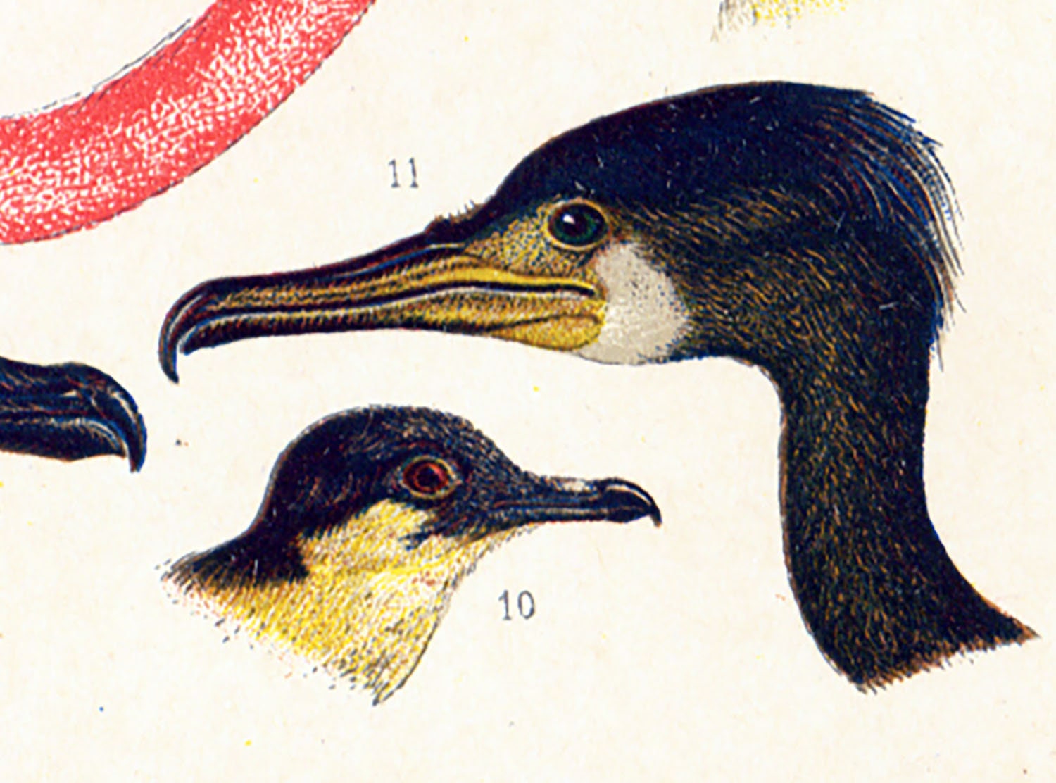 1890 Pink Flamingo, Puffin Shorebirds Avocets Stilt, Beak Feather ...