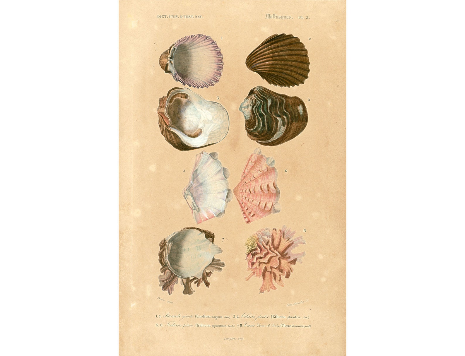 1861 Antique Shell Print Original Marine Bivalve Lithograph | Etsy