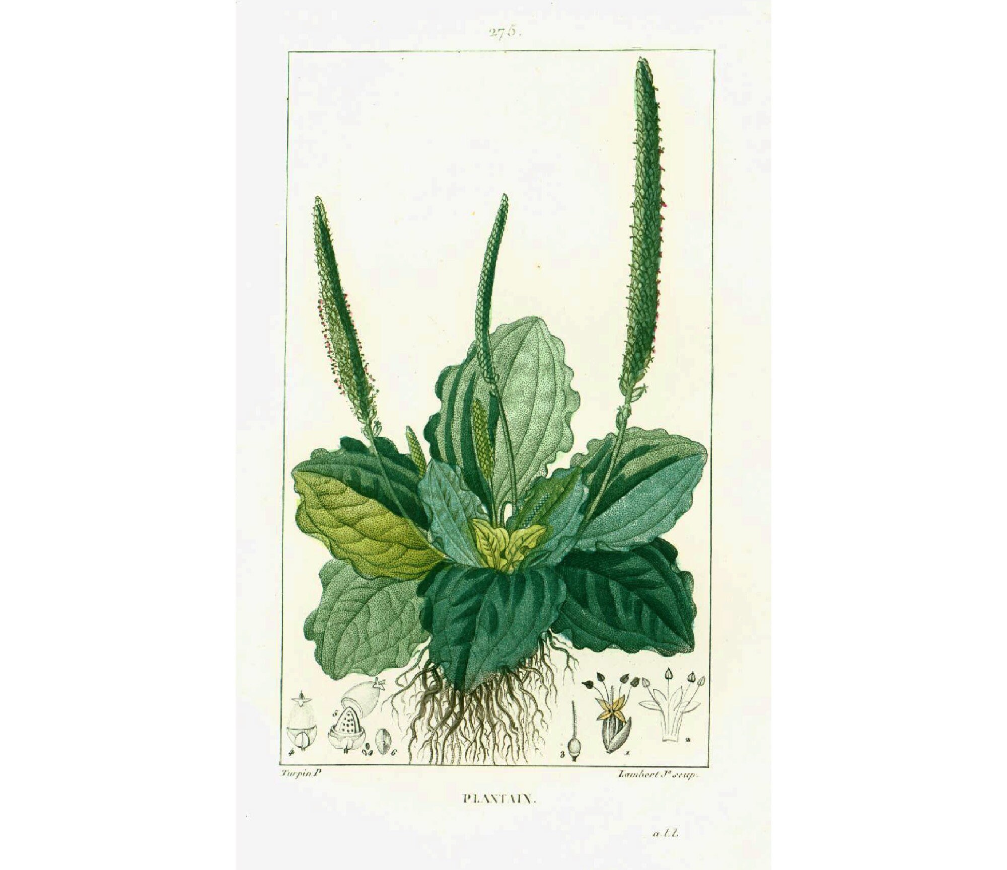 Plantain Plant Drawing