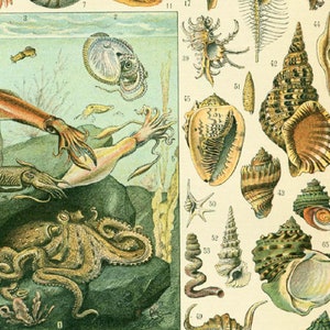 1897 Shellfish Large Size Antique Print Molluscs Larousse - Etsy