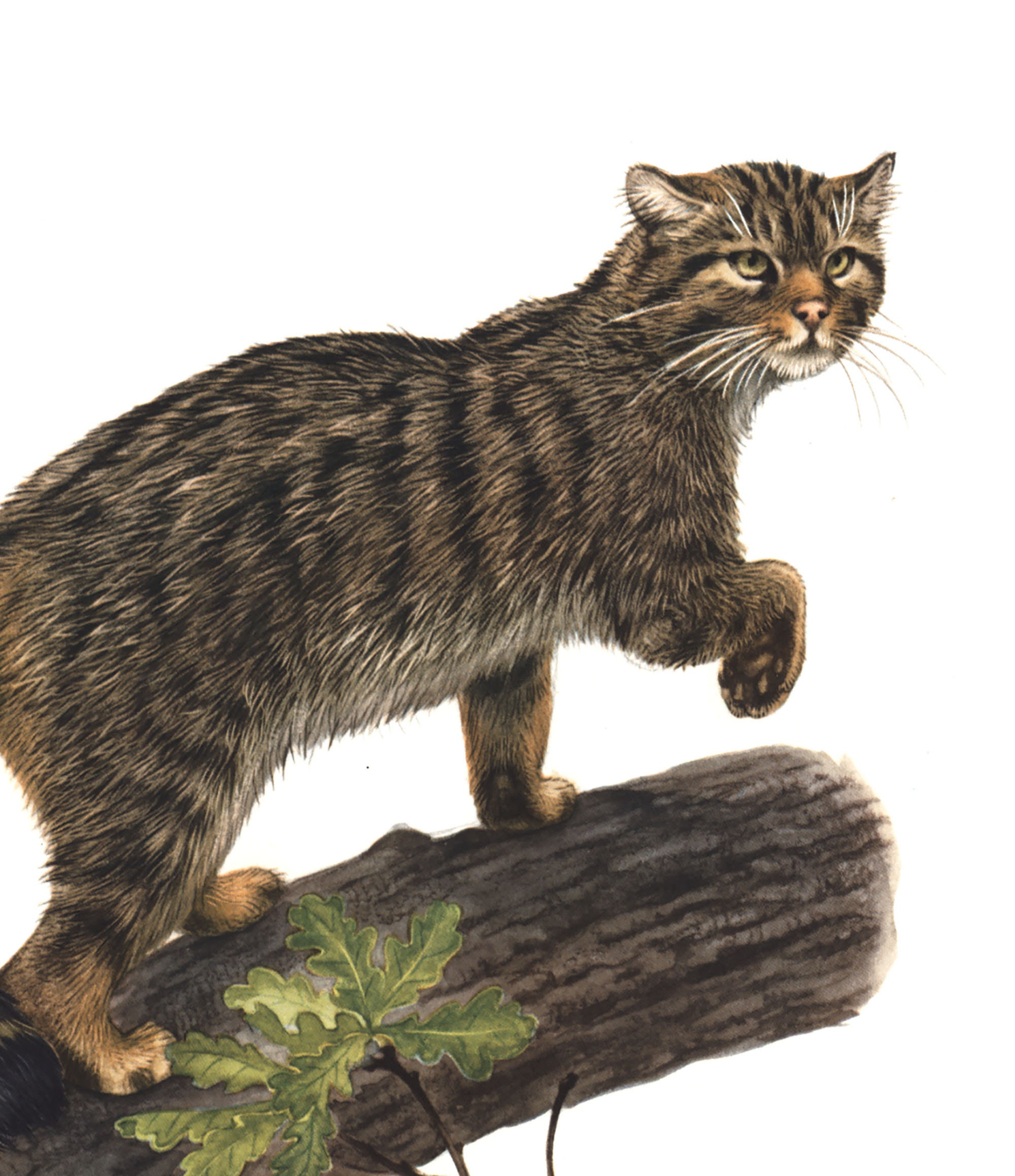 1974 Wildcat Vintage Illustration Cat Art Print Wild Animal - Etsy