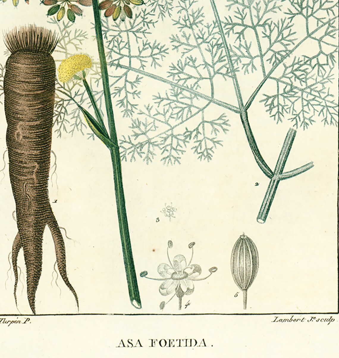 1814 Antique Asafetida Asafoetida Seeds Roots Flower Plant - Etsy