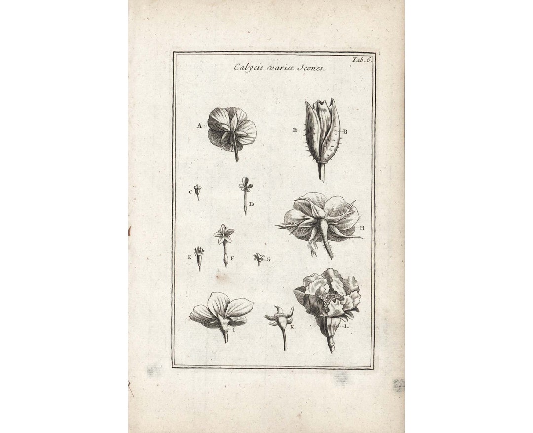 1797 Anatomie d'une Fleur Calice Eléments Botanique Tournefort Biologie ...