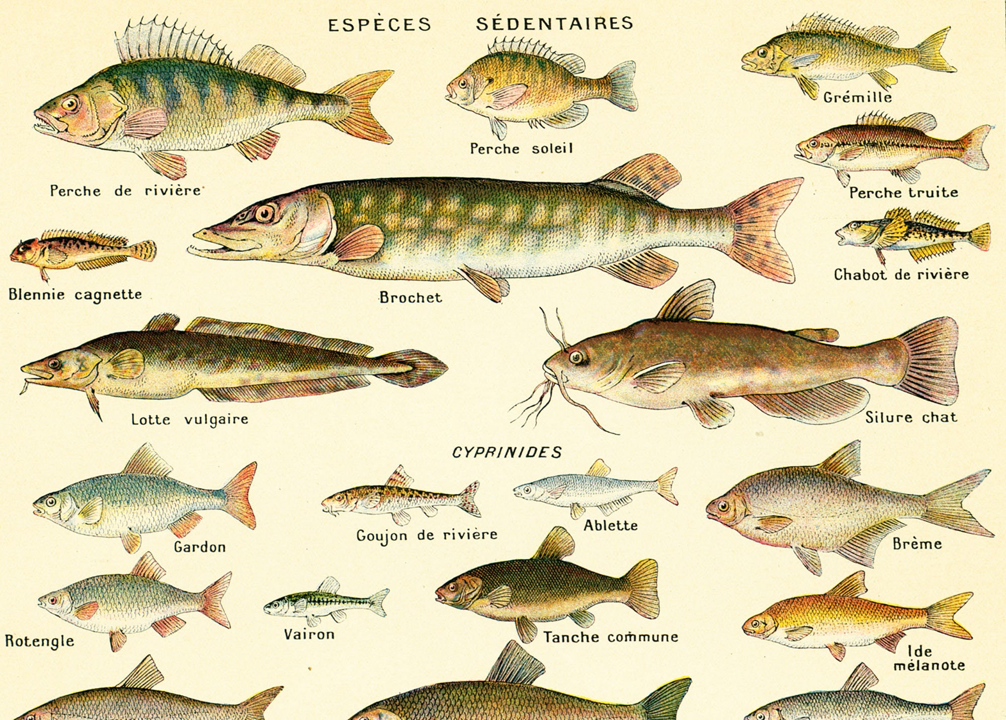 1922 Antique Fish print. Vintage Fish Farming illustration. | Etsy
