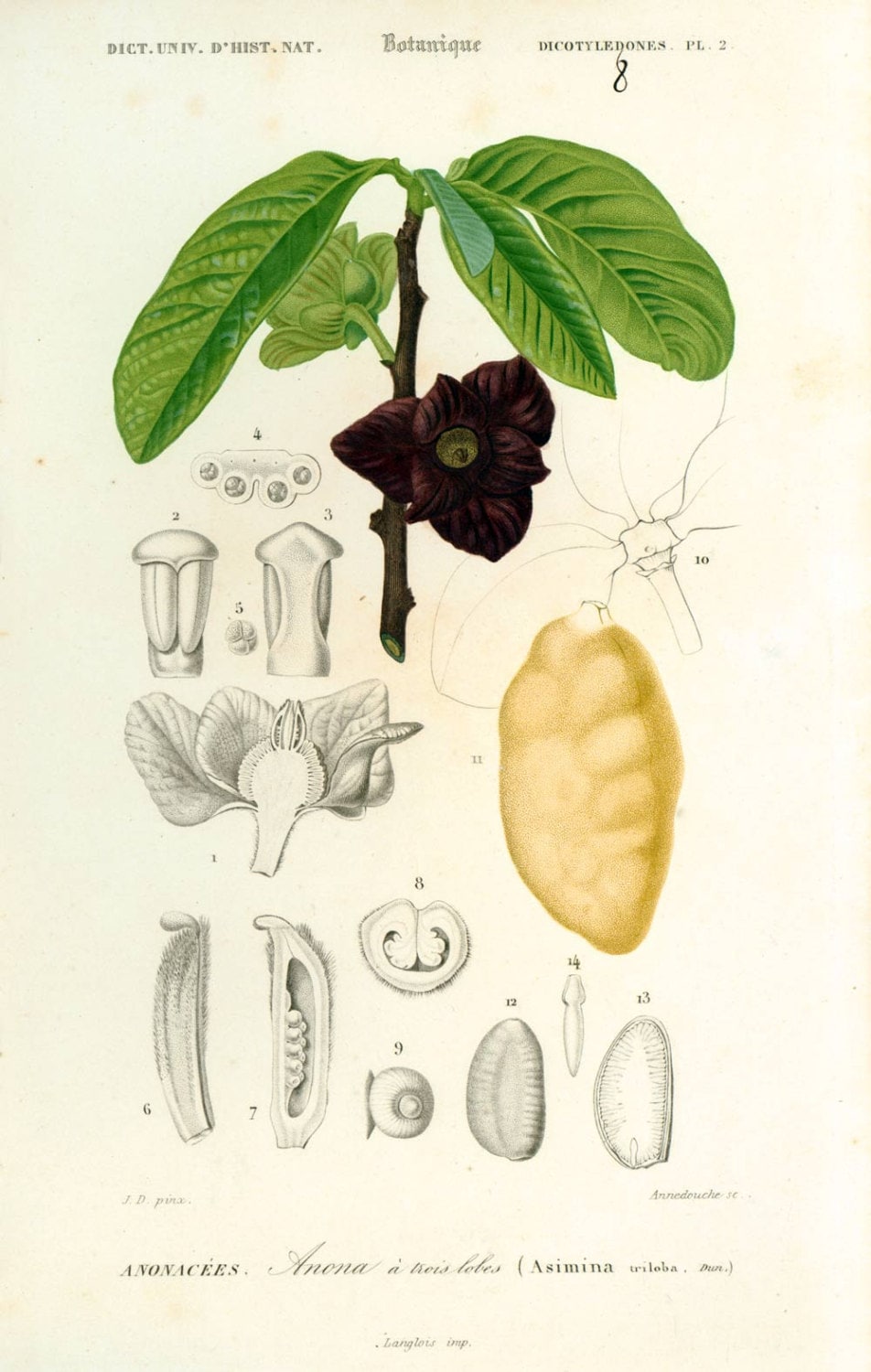 1861 Anona, Orbigny Original Lithograph, Antique Botanical Hand Colored ...